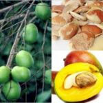 30+ African Exotic Fruits You’ve Never Heard. | fruitpath.com