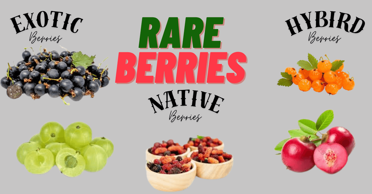 The Delicious World of Rare Berries: | fruitpath.com